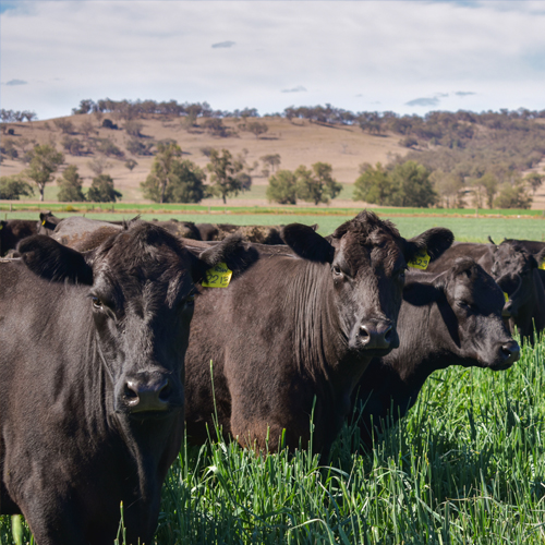 Pasture Improvement Ross Watson Agriculture