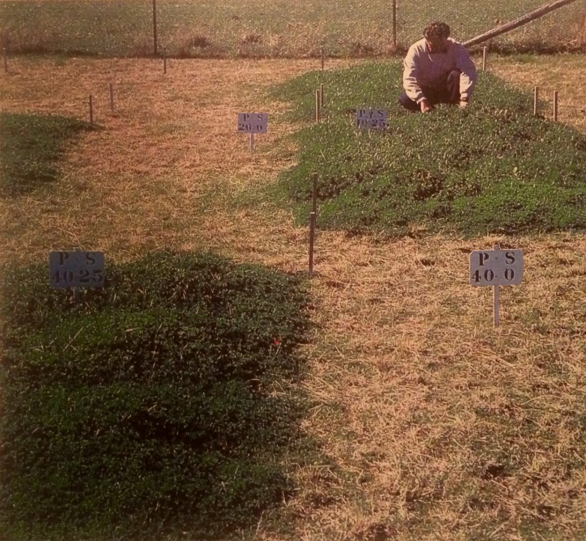 Pasture Improvement Ross Watson Agriculture